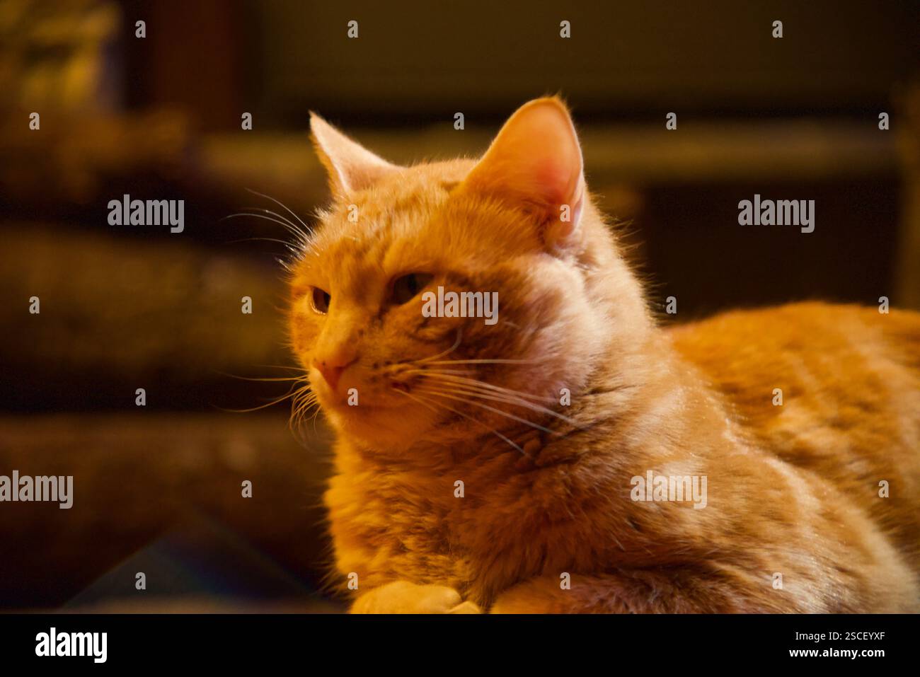 Ginger Tabby Cat Enjoy Fireplace Heat Stock Photo - Alamy