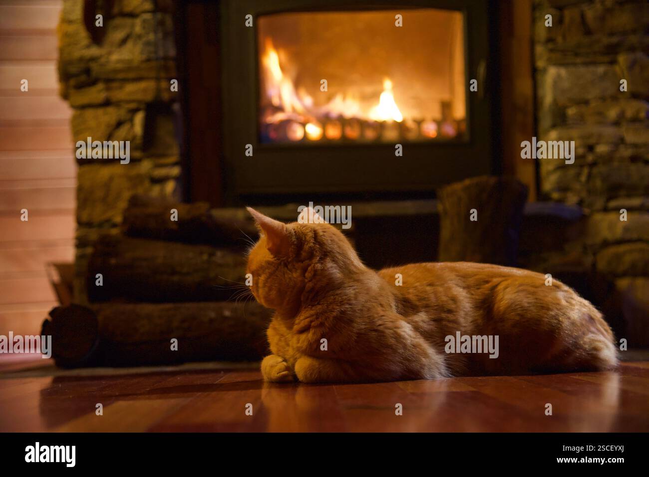 Ginger Tabby Cat Enjoy Fireplace Heat Stock Photo - Alamy