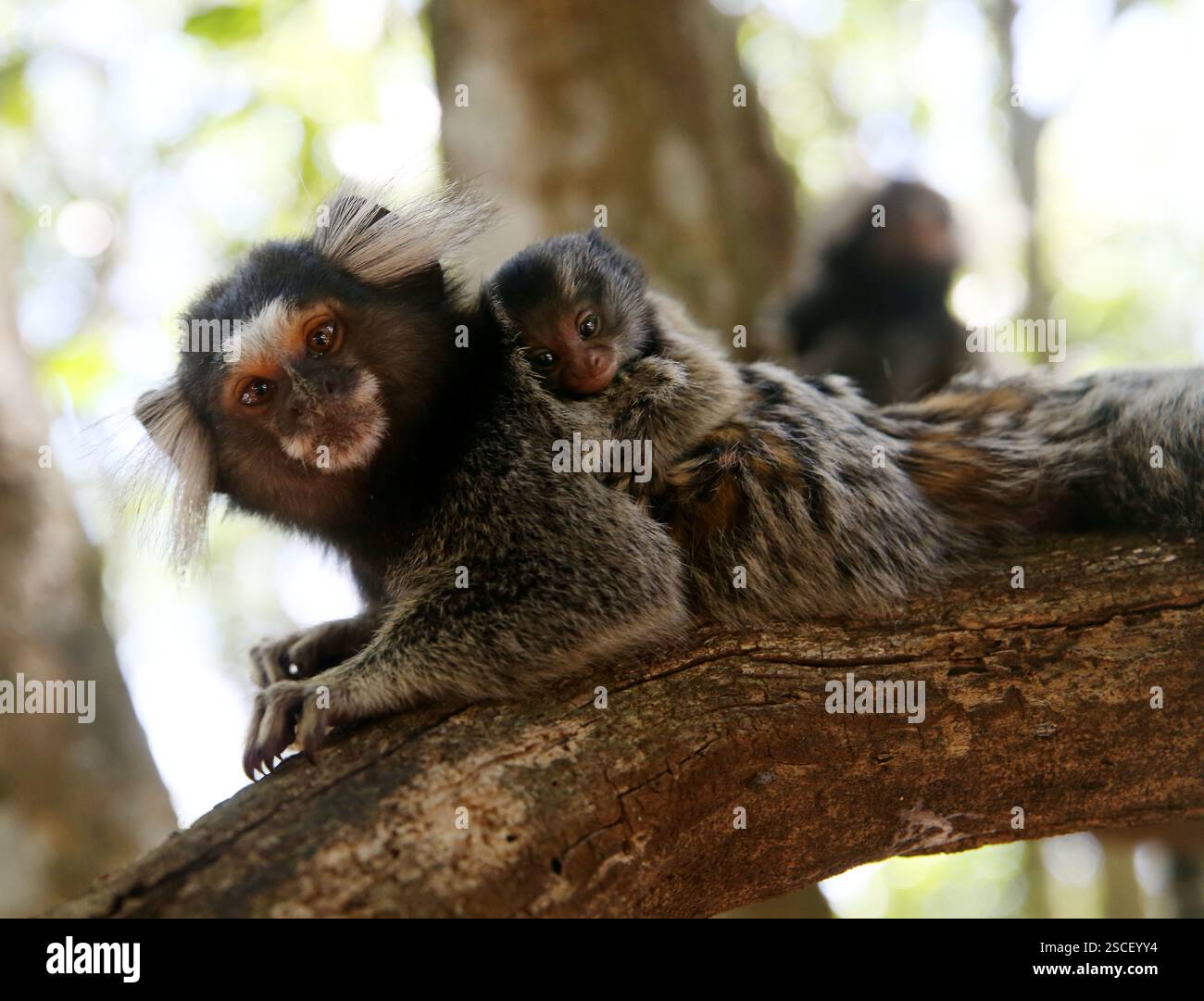 Rio De Janeiro, Brazil. 6th Feb, 2025. A baby marmoset rests while ...