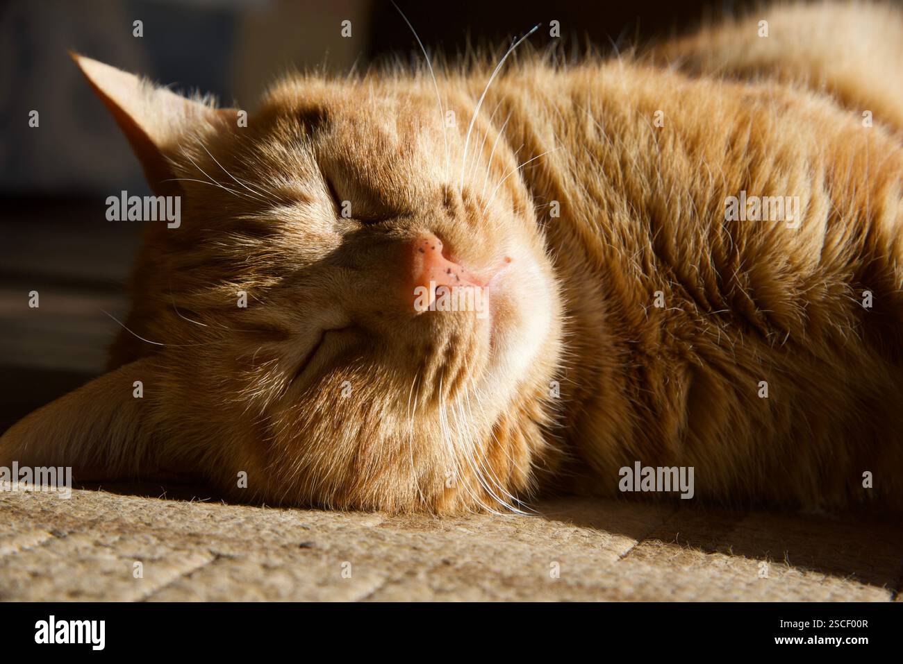 Ginger Tabby Cat enjoy sun Stock Photo - Alamy