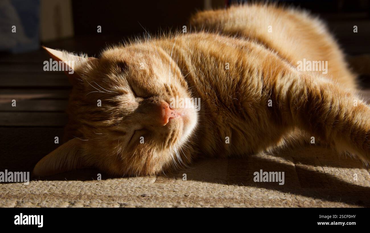 Ginger Tabby Cat enjoy sun Stock Photo - Alamy