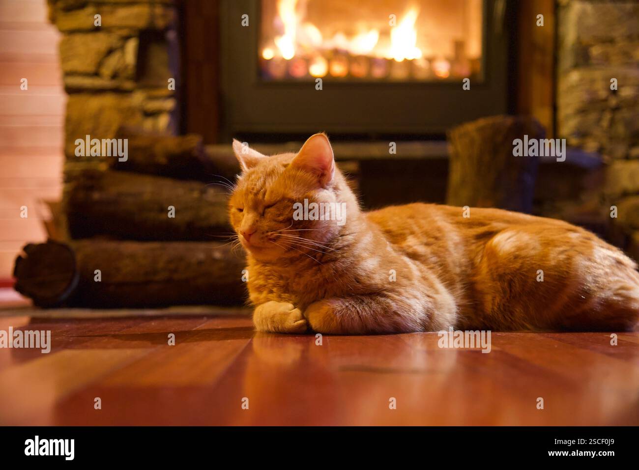 Ginger Tabby Cat Enjoy Fireplace Heat Stock Photo - Alamy