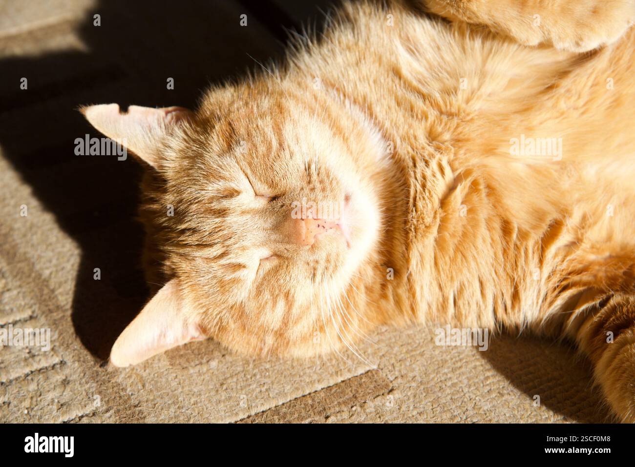 Cat enjoy sunny place hi-res stock photography and images - Alamy