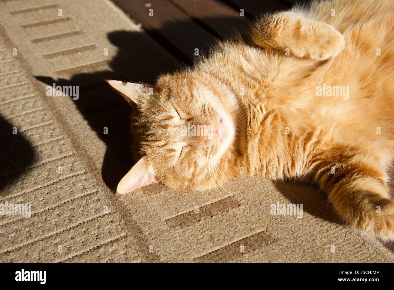Ginger Tabby Cat enjoy sun Stock Photo - Alamy
