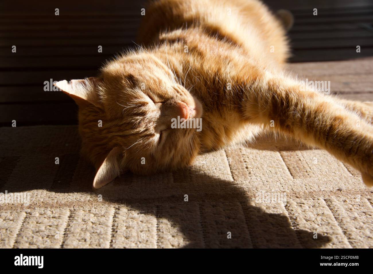 Zoom on cat face hi-res stock photography and images - Alamy