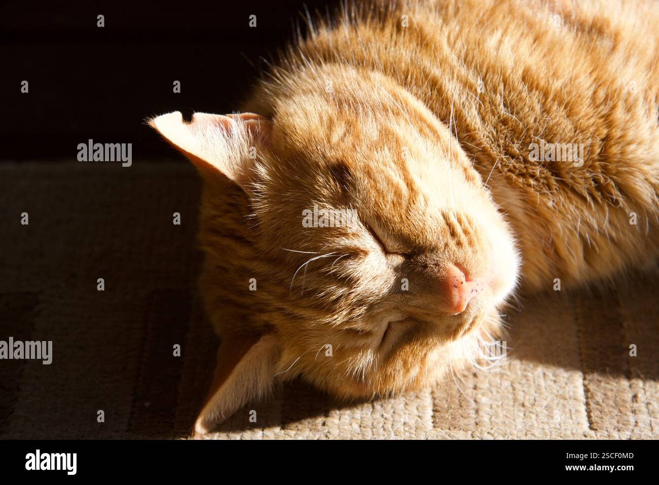Ginger Tabby Cat enjoy sun Stock Photo - Alamy