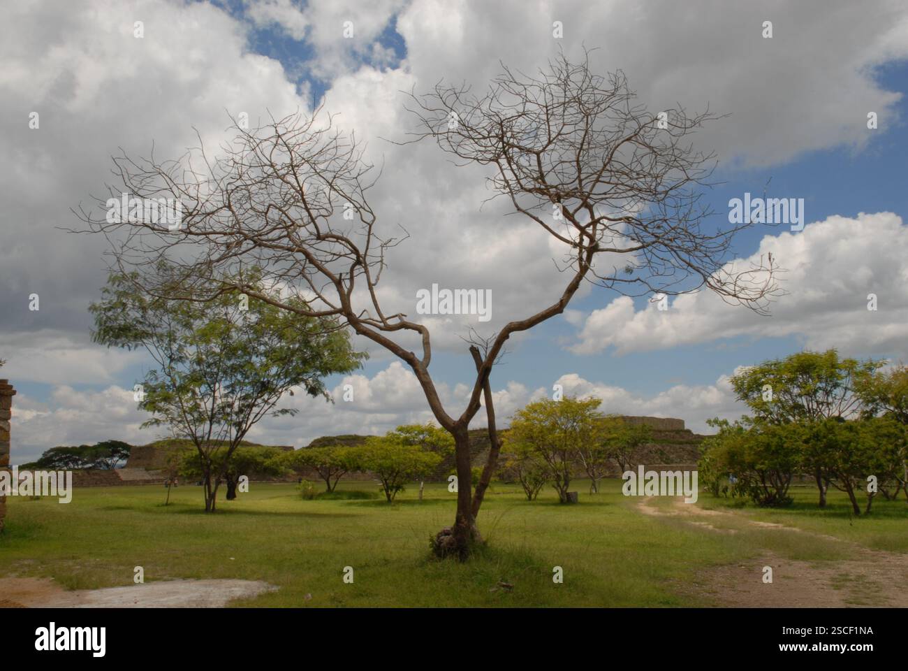 A tree without leaves at the archaeological site of Monte Albán Stock ...