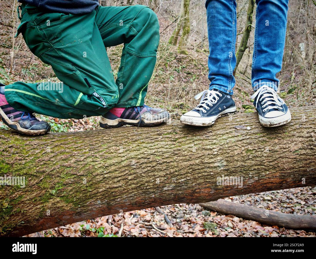 tree felling, logging and forestry work in a commercial forest tree ...