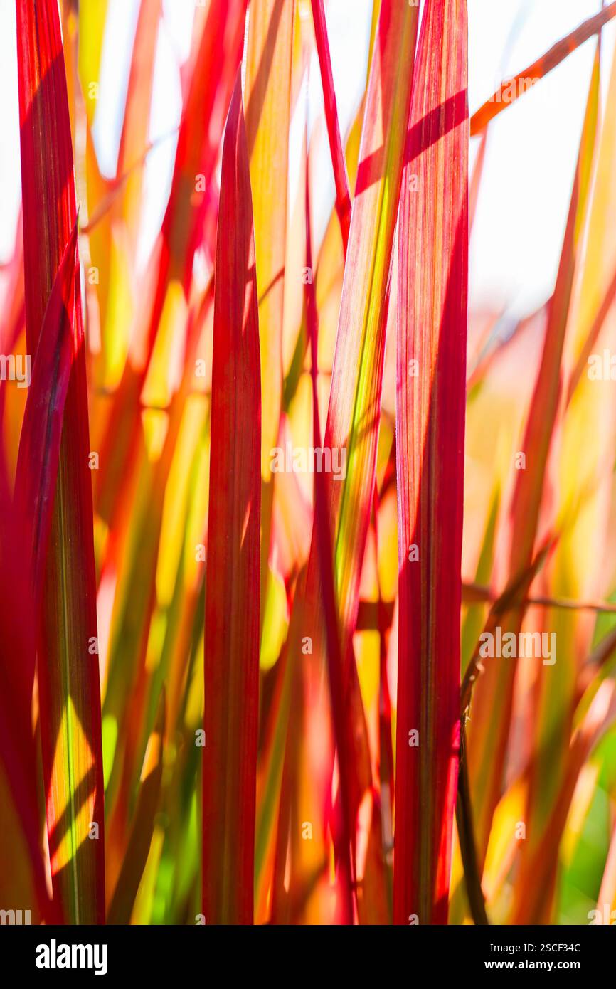 Japanese blood grass.Grass texture in red tones.Red grass .Imperata ...