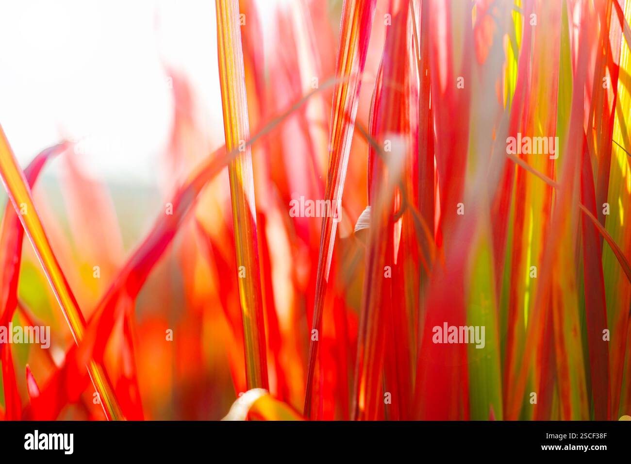 Japanese blood grass.Imperata cylindrica Red Grass in Natural Light ...