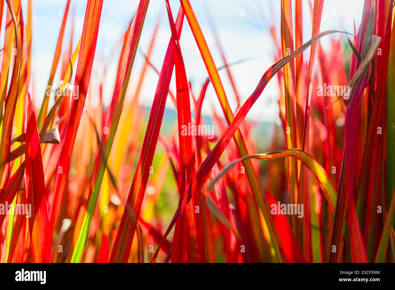 Imperata cylindrica Red Baron.Vibrant Red Grass Blades in Natural Light ...