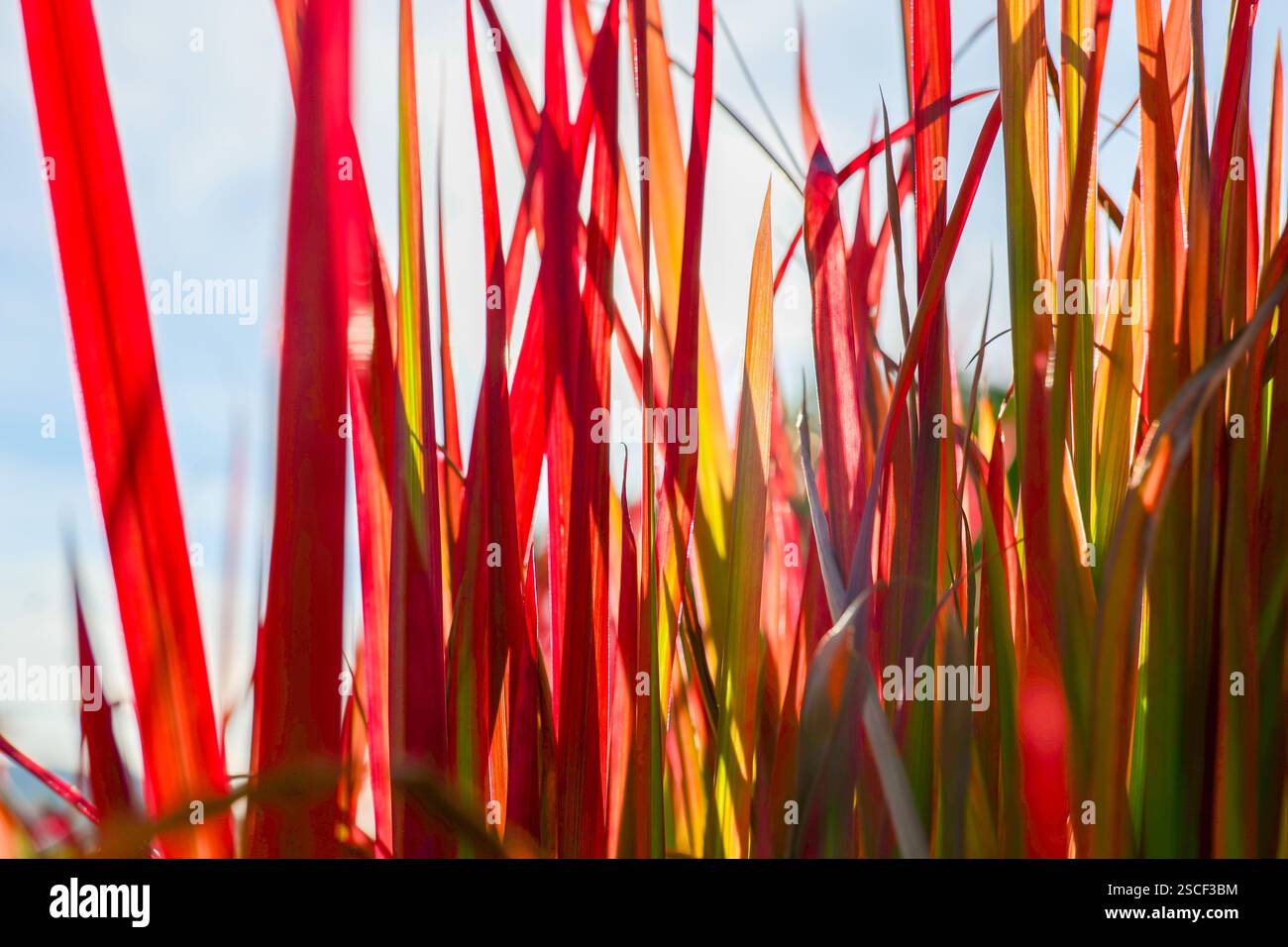 Imperata cylindrica.Japanese blood grass.Vibrant Red Grass Blades in ...