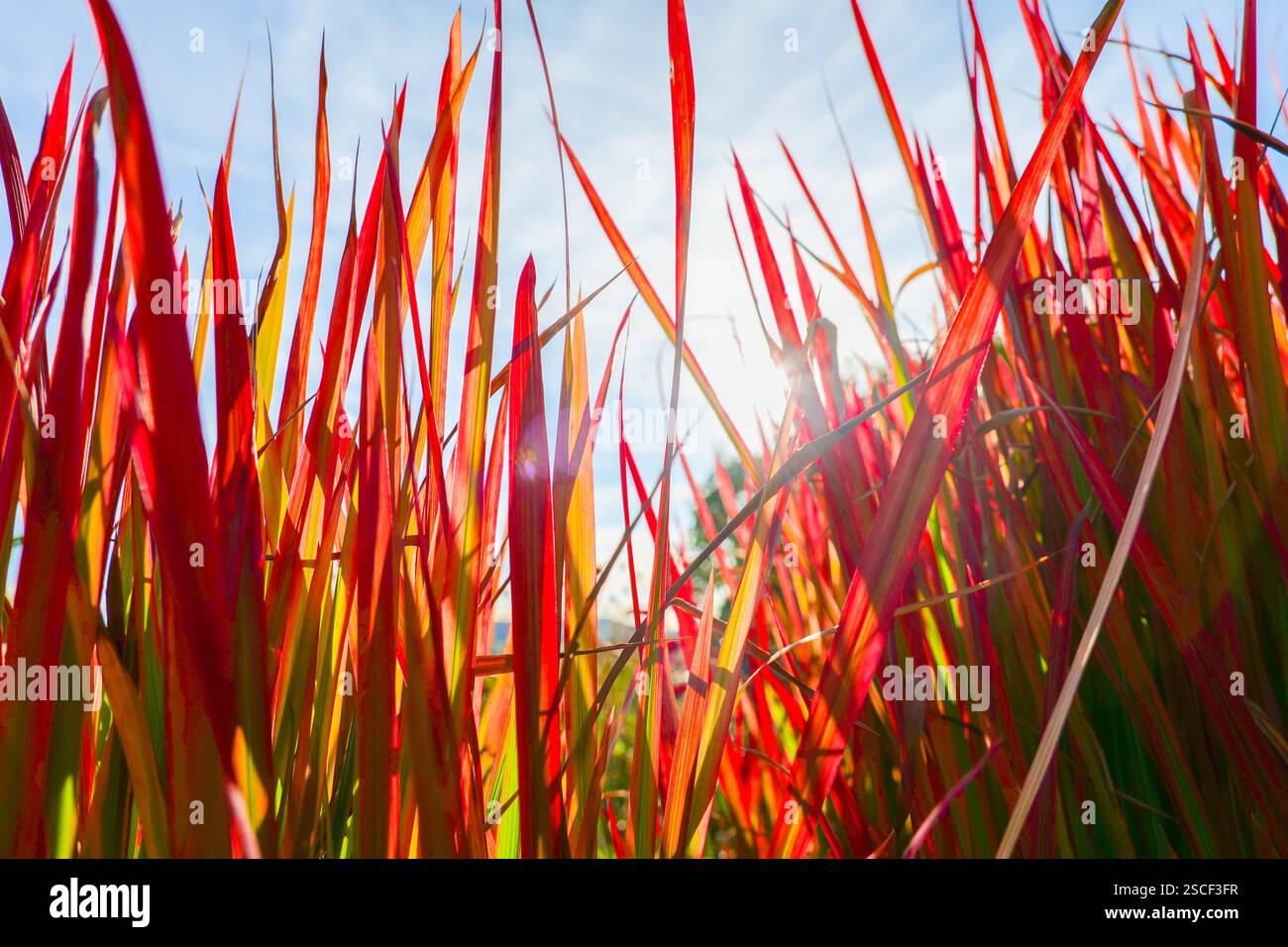 Japanese blood grass.Red Grass in Natural Light.Imperata cylindrica Red ...