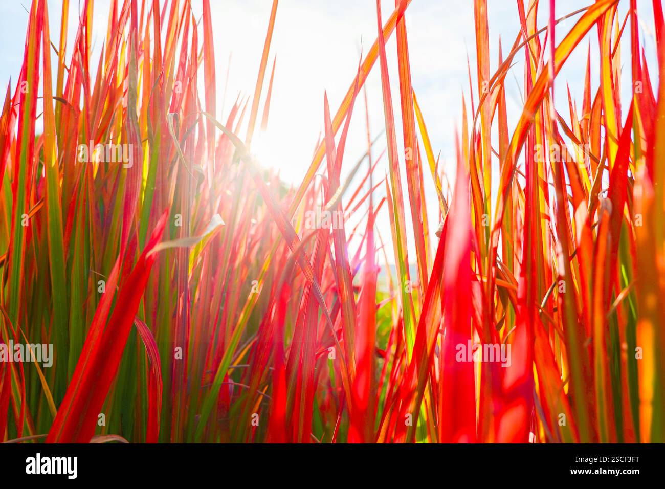 Japanese blood grass.Red Grass in Natural Light.Imperata cylindrica Red ...