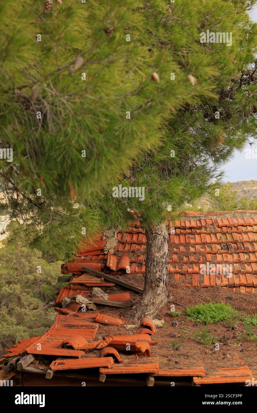 Tree growing through roof hi-res stock photography and images - Alamy