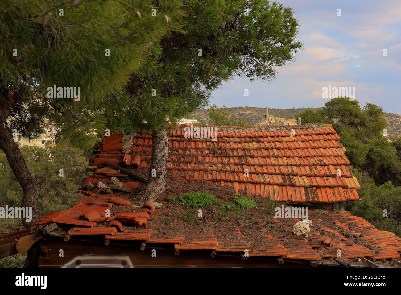 Tree growing through roof hi-res stock photography and images - Alamy