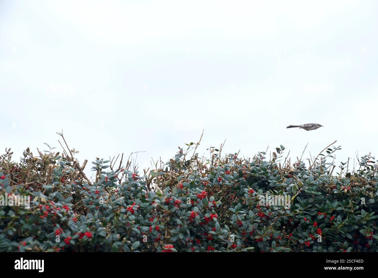Northernmocking bird hi-res stock photography and images - Alamy