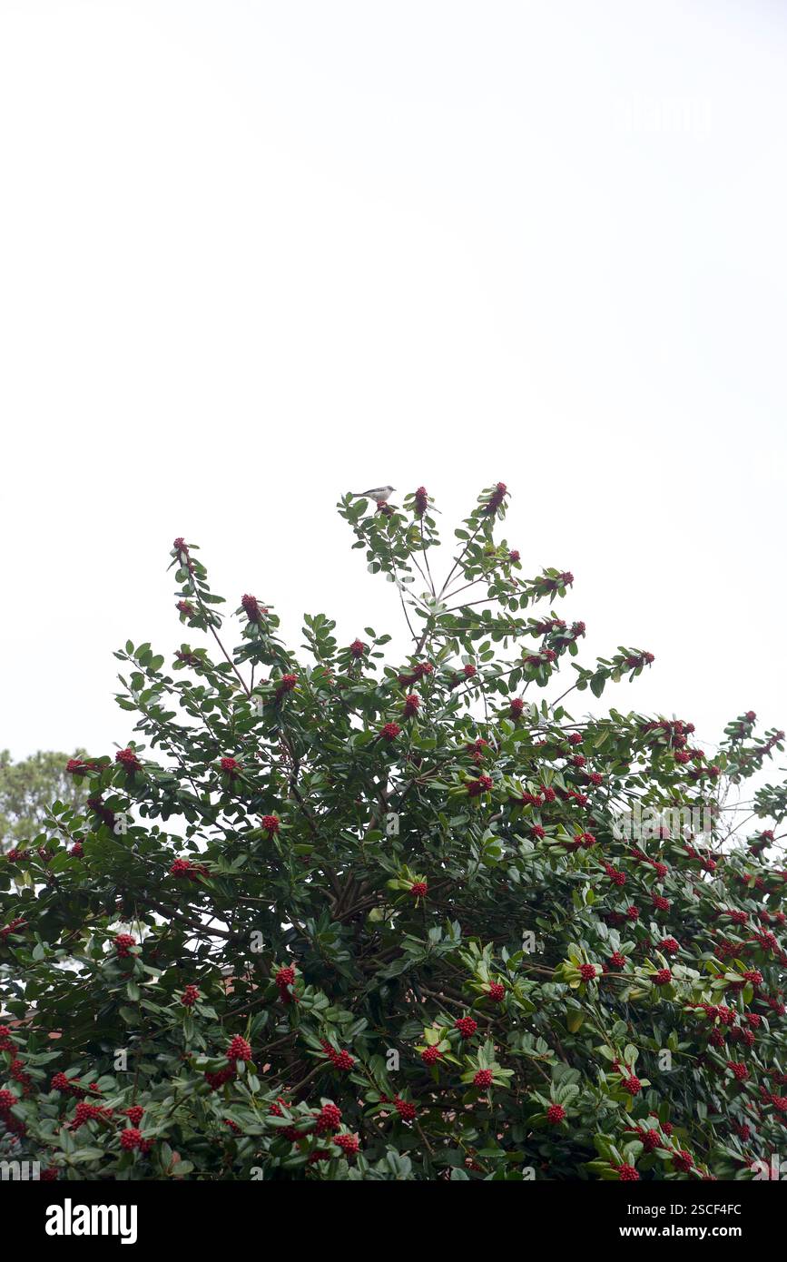 Northernmocking bird hi-res stock photography and images - Alamy