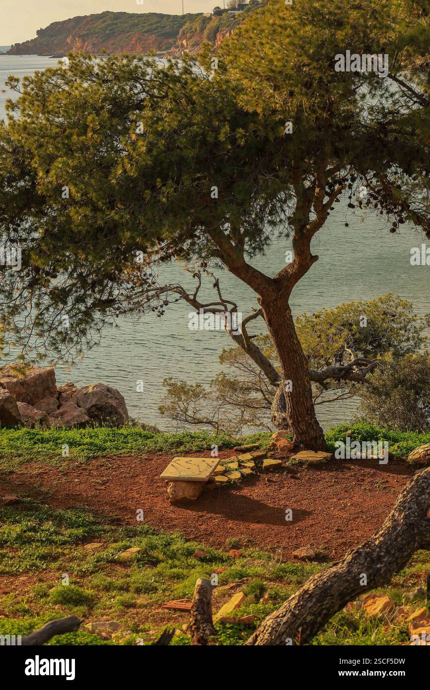 Coastal overlook with a large pine tree, a stone bench, and a tranquil ...