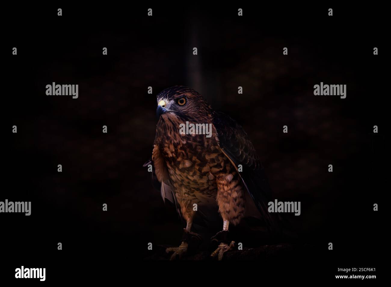 Eagle, hawk, predator birds, raptors, bald eagle, talons, large birds ...