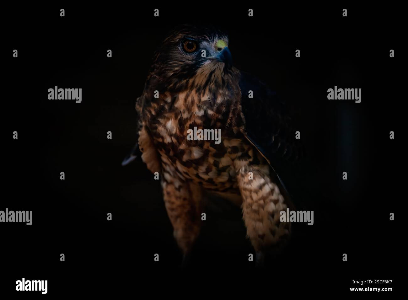 Eagle, hawk, predator birds, raptors, bald eagle, talons, large birds ...