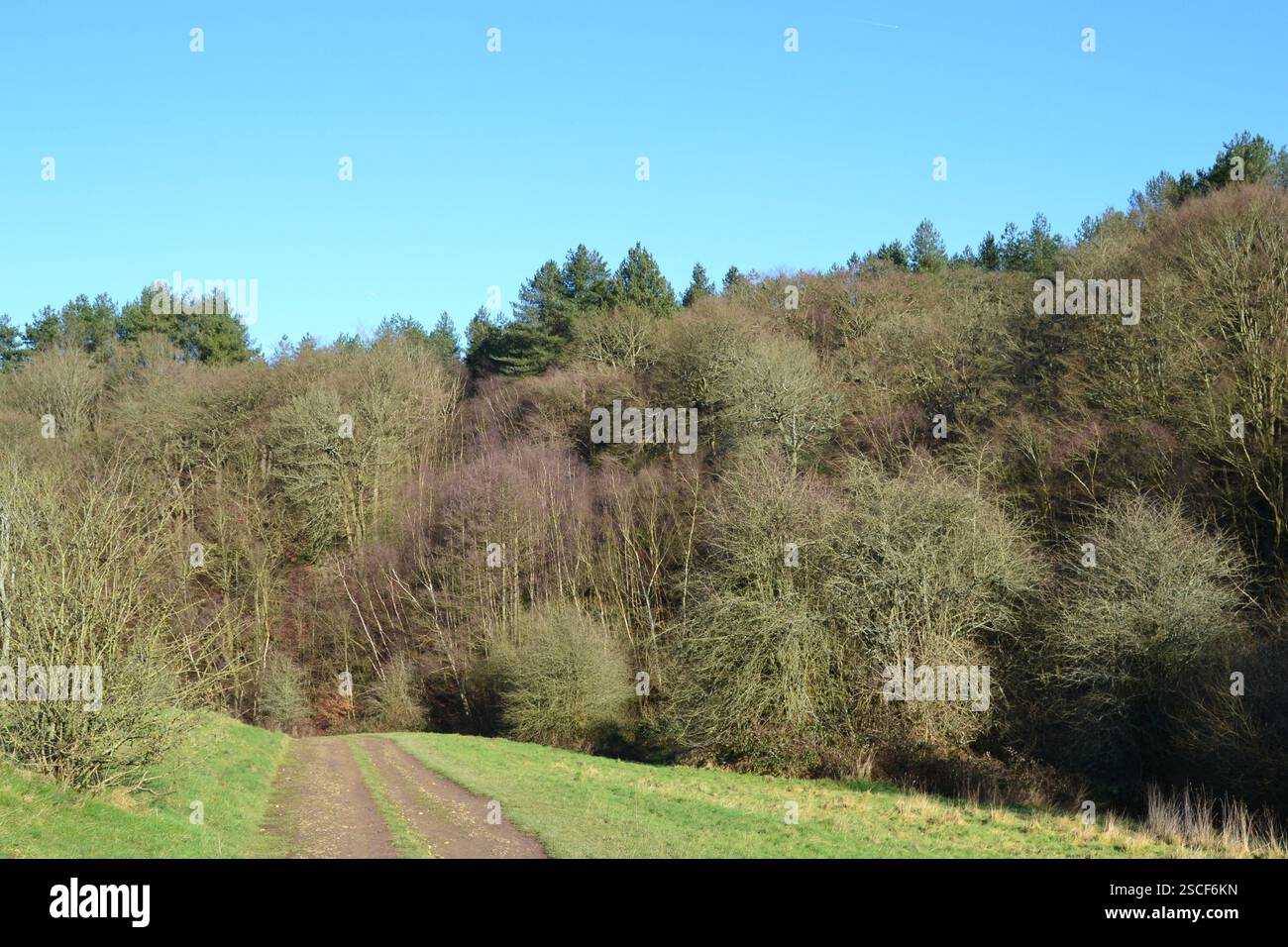 Kent forest walks winter hi-res stock photography and images - Alamy