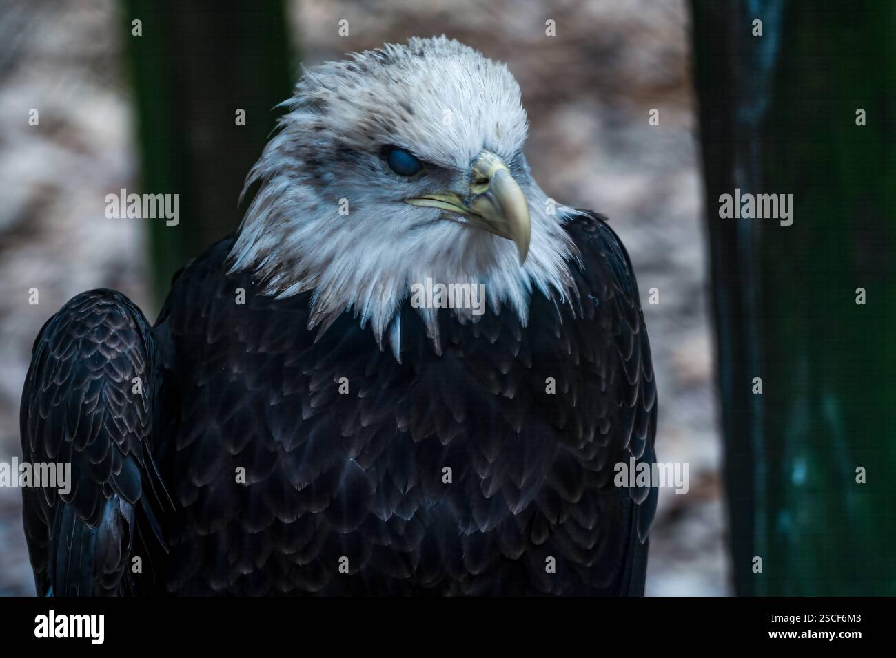 Eagle, hawk, predator birds, raptors, bald eagle, talons, large birds ...
