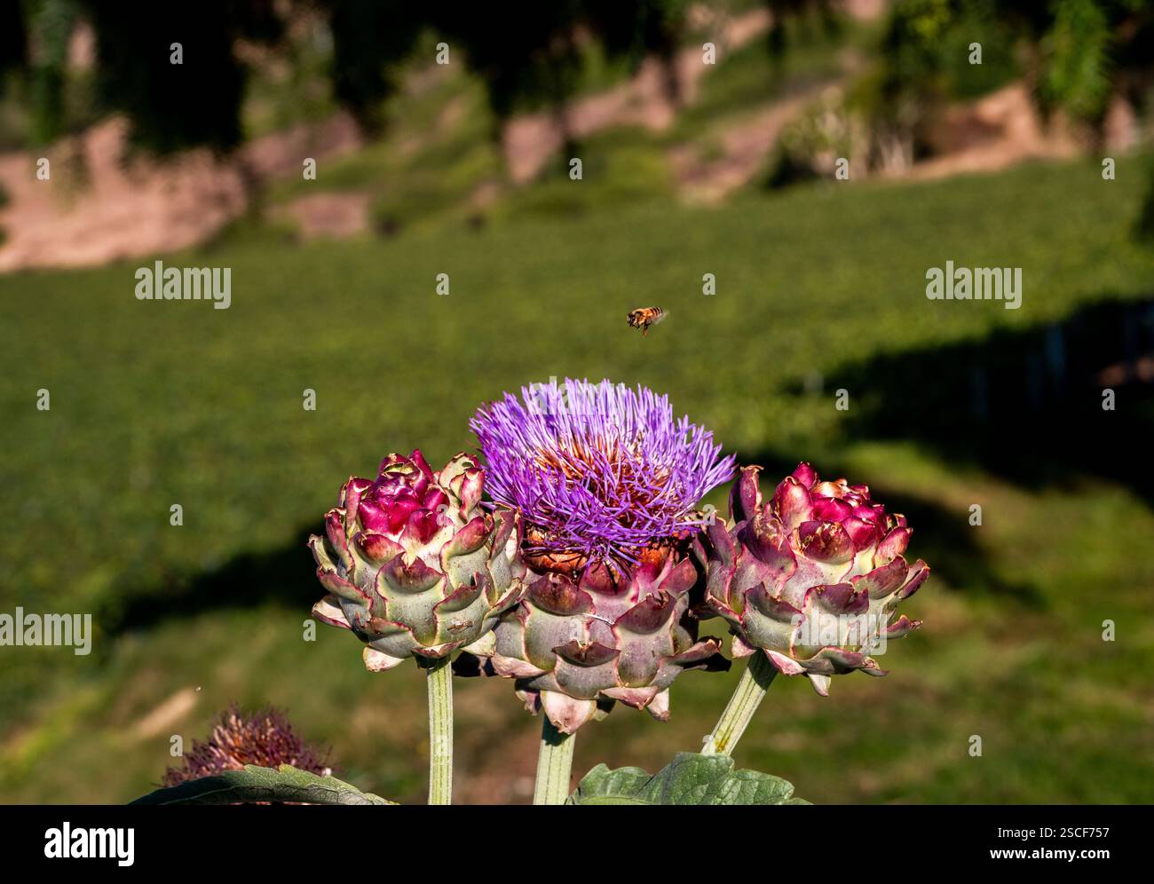 Bee hovering over a fresh artichoke flower in a countryside setting ...