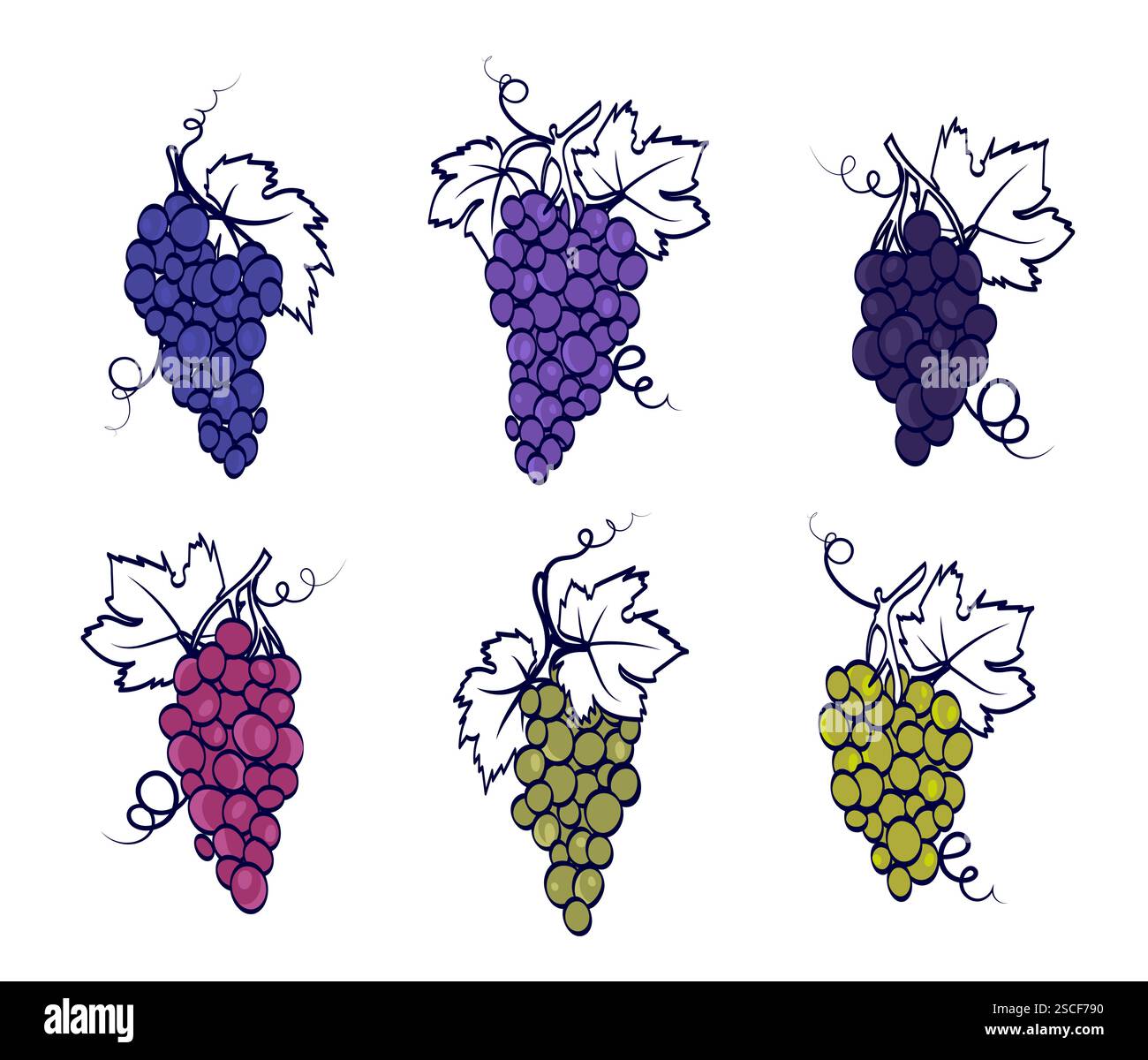 Colorful grapes set. Violet, green and blue sketch of grapes. Vineyard ...