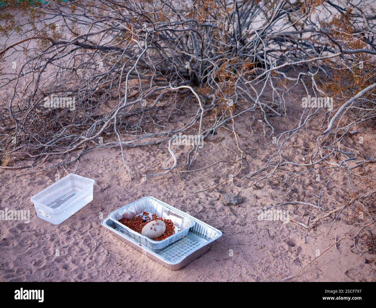 Community strays hi-res stock photography and images - Alamy