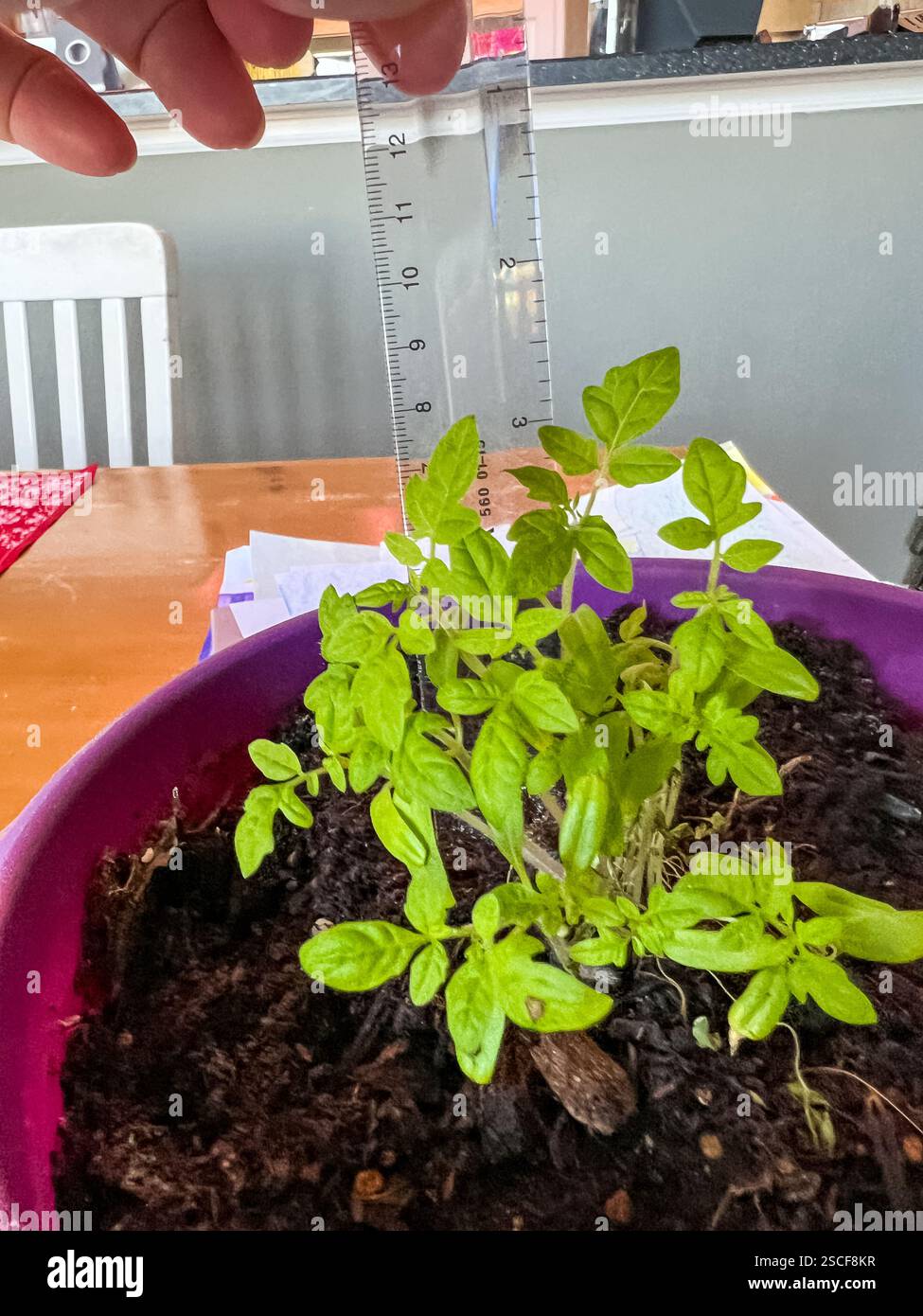 Measuring plants ruler hi-res stock photography and images - Alamy