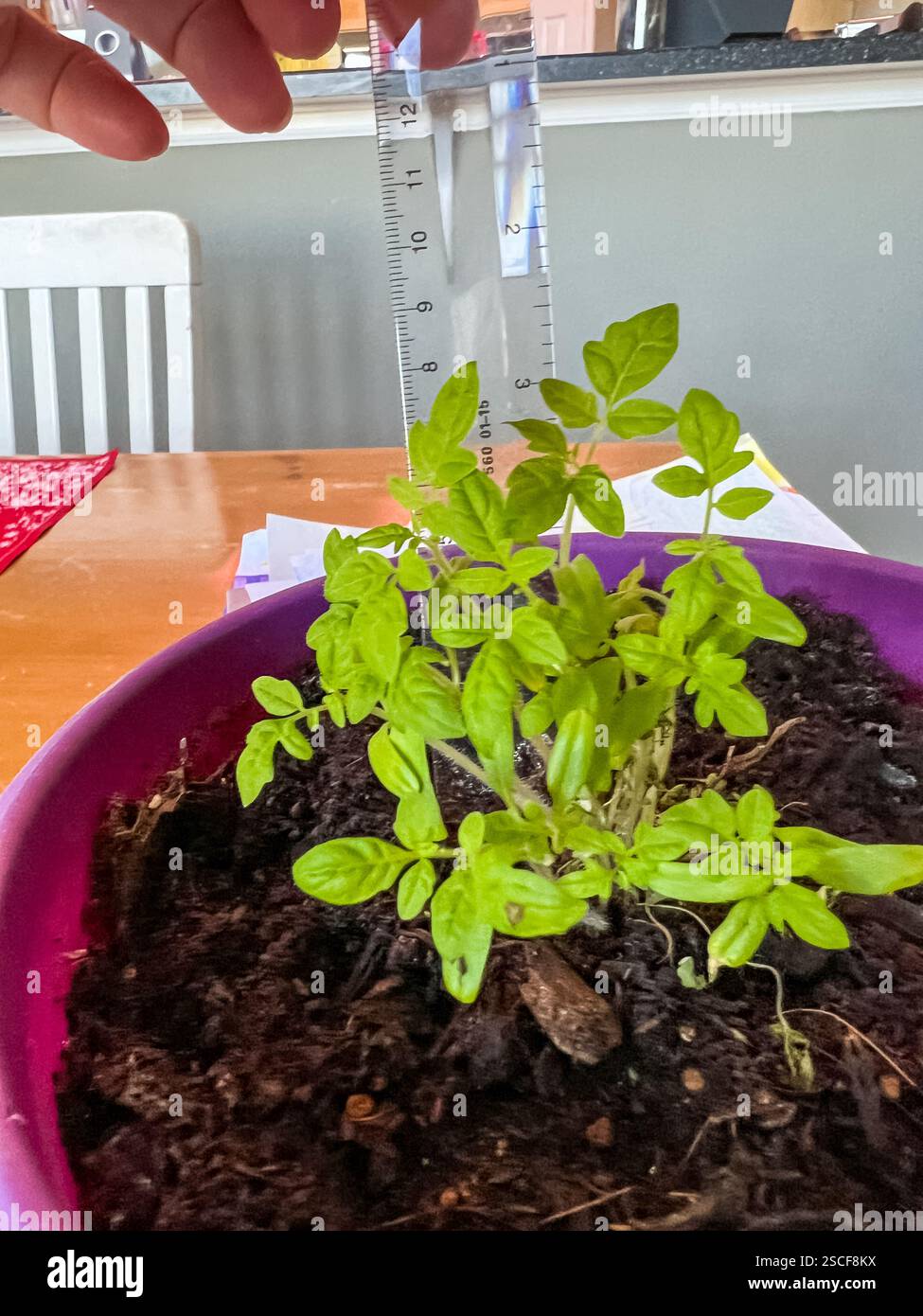 Measuring plants ruler hi-res stock photography and images - Alamy