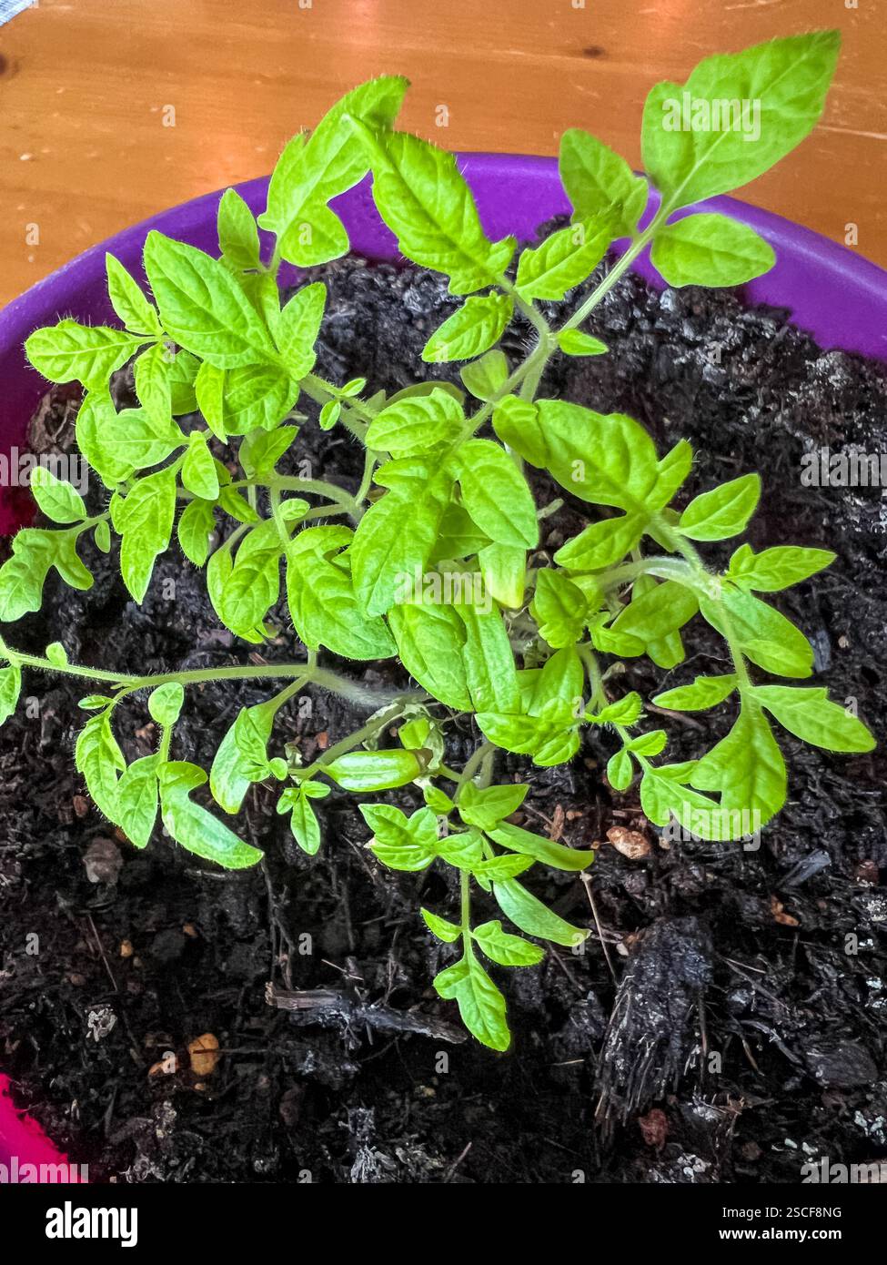 Measuring plants ruler hi-res stock photography and images - Alamy