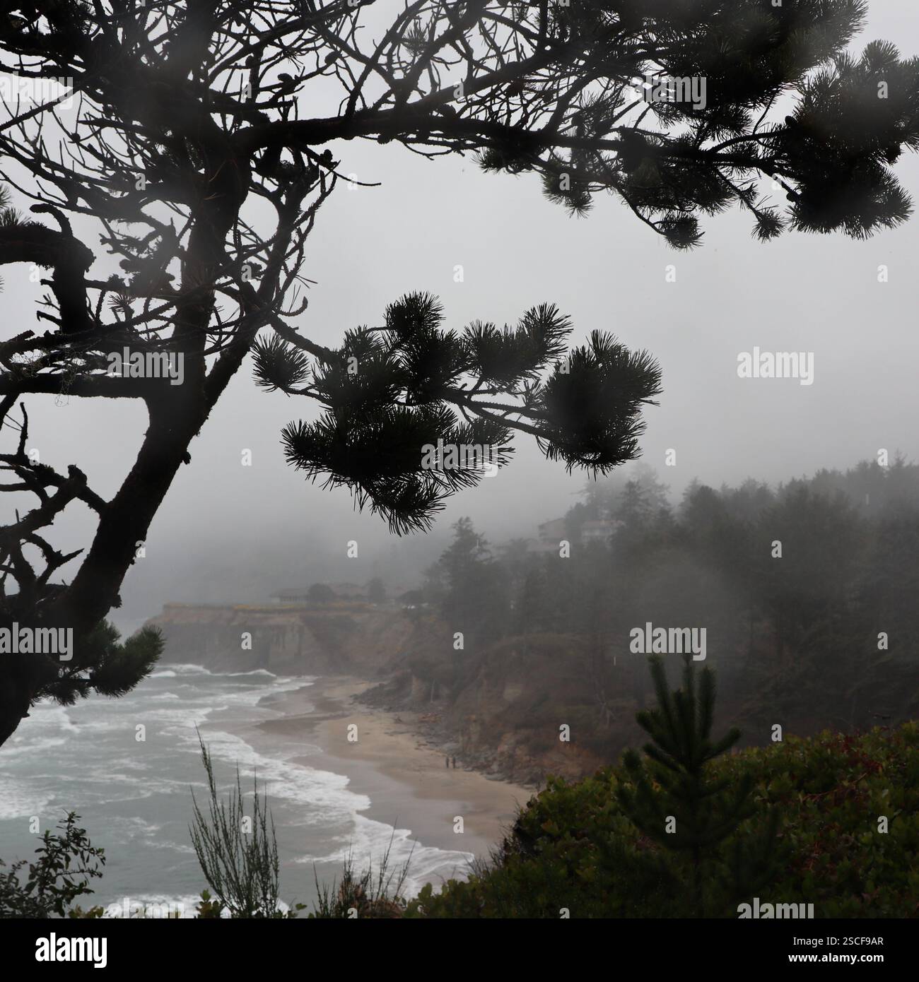 Oregon Coast Sitka Spruce at Otter Crest, Devil's Punchbowl State ...