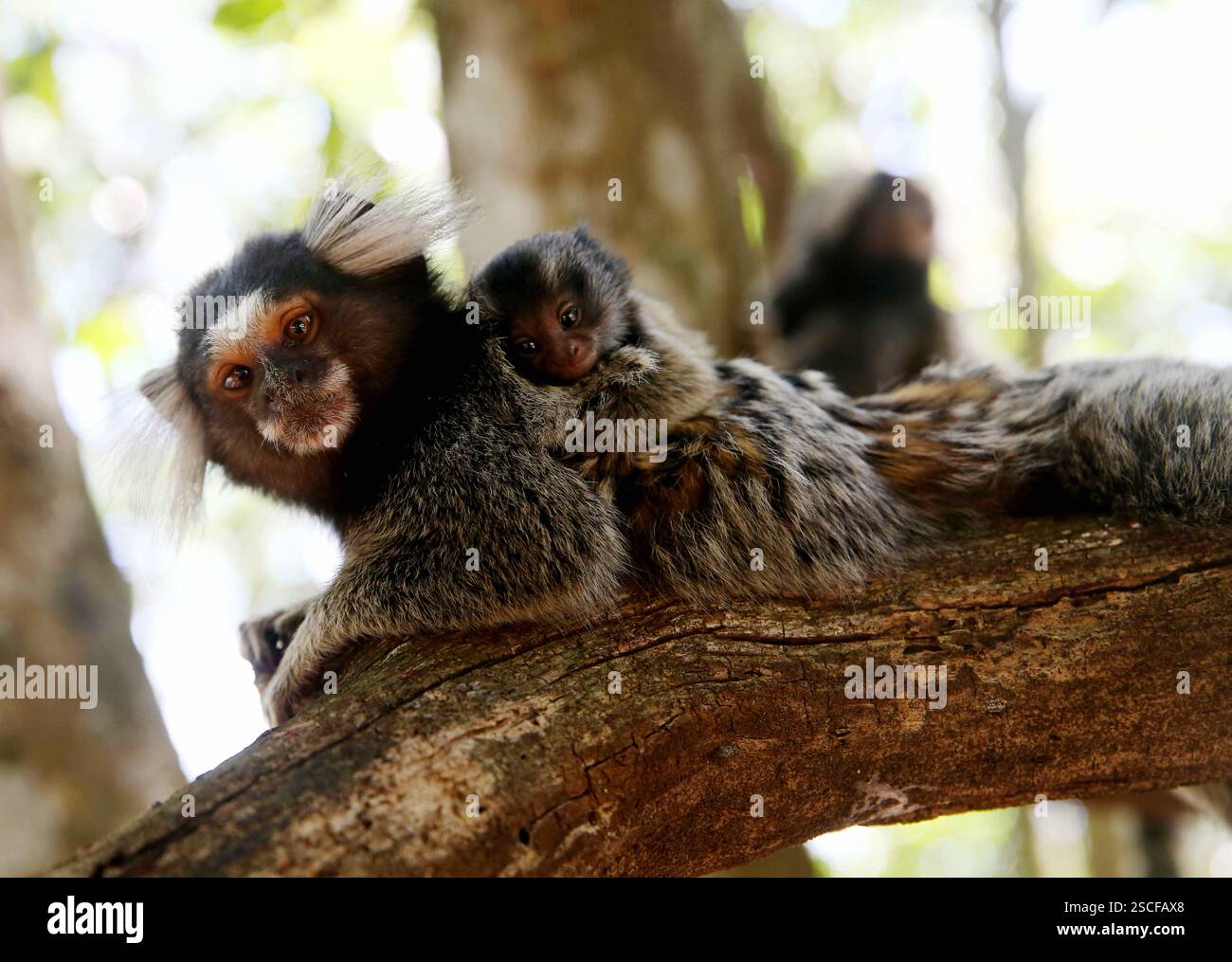 February 6, 2025, Rio De Janeiro, Rio De Janeiro, Brazil: A baby ...