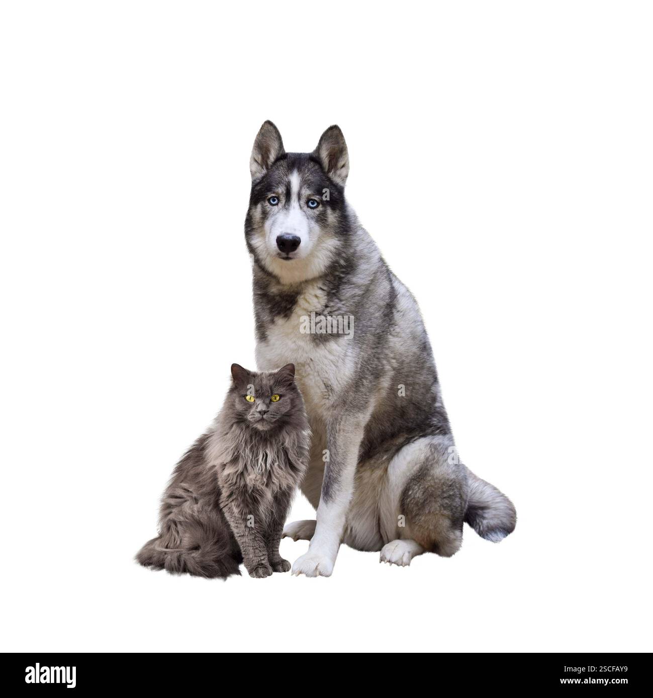 Portrait of husky dog and grey cat sitting together side by side ...