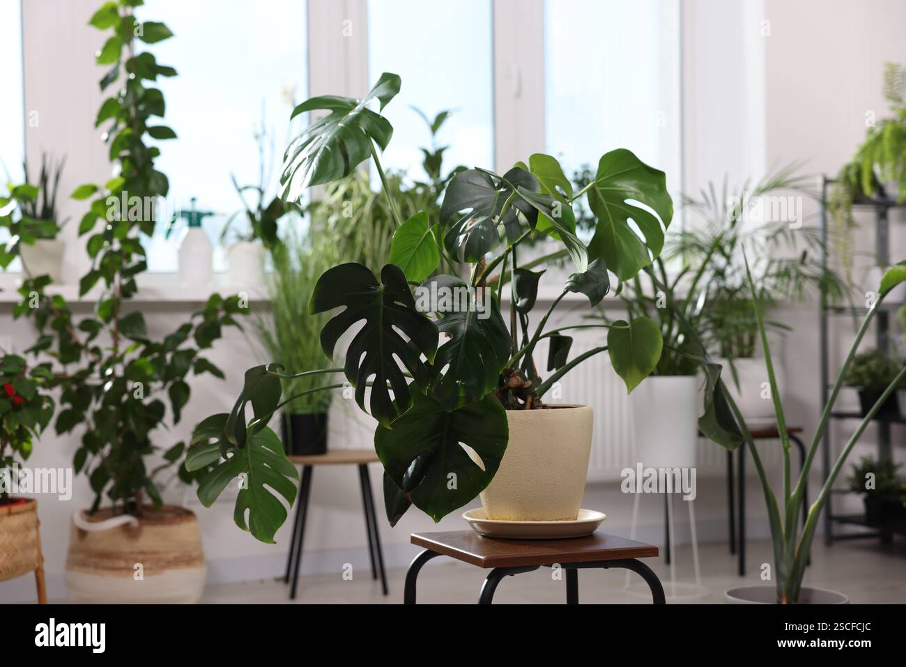 Many different houseplants in hi-res stock photography and images - Alamy