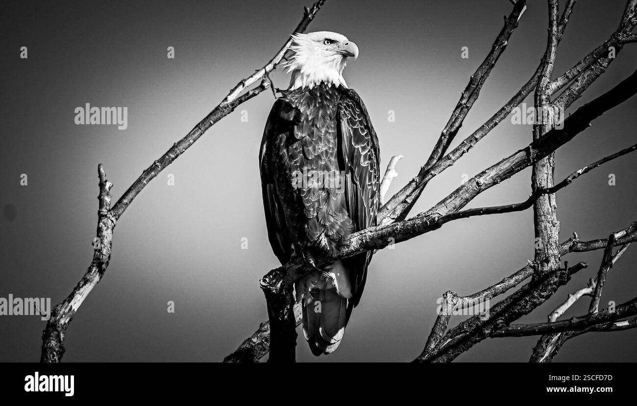 Eagle bald bird usa Black and White Stock Photos & Images - Alamy