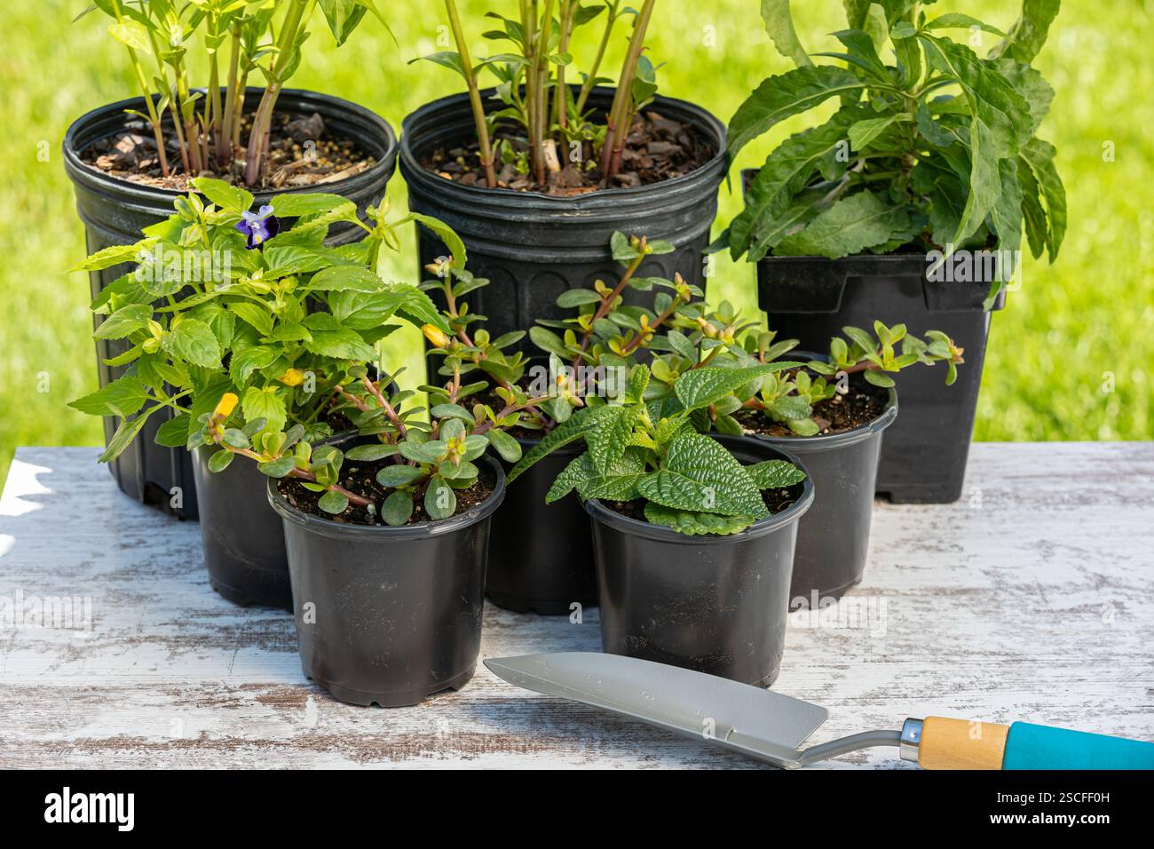 Flowers in pots from nursery ready for planting. Wildflower garden ...