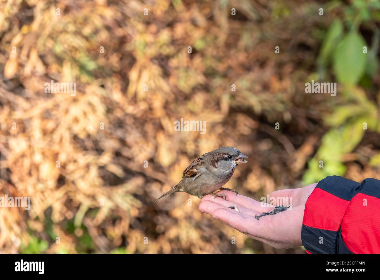 Sparrow eats seeds from a man's hand. A Sparrow bird sitting on the ...