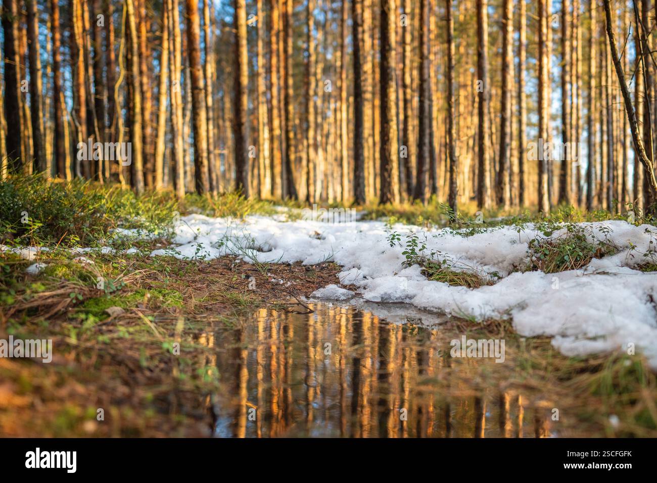 March reveals melting snow, pooling into reflective water amidst forest ...