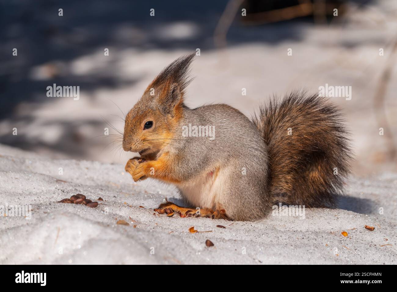 The squirrel in winter sits on white snow. Eurasian red squirrel ...