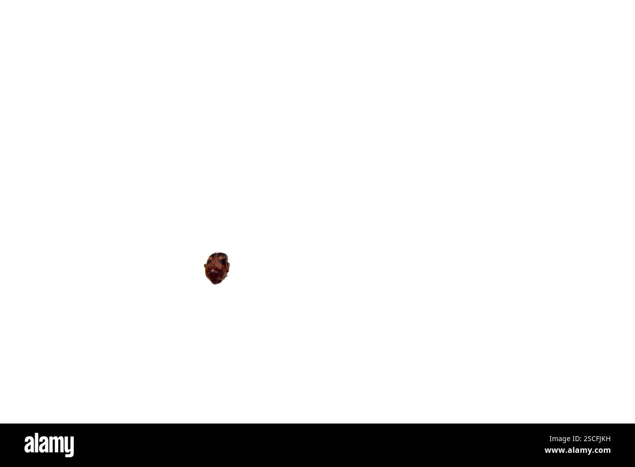 A small brown insect stands out against a plain white backdrop Stock ...