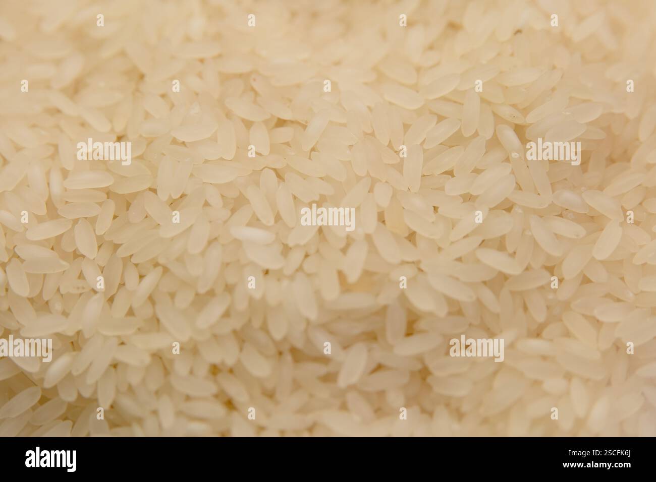 Uncooked white rice grains are spread out closely, showcasing their ...