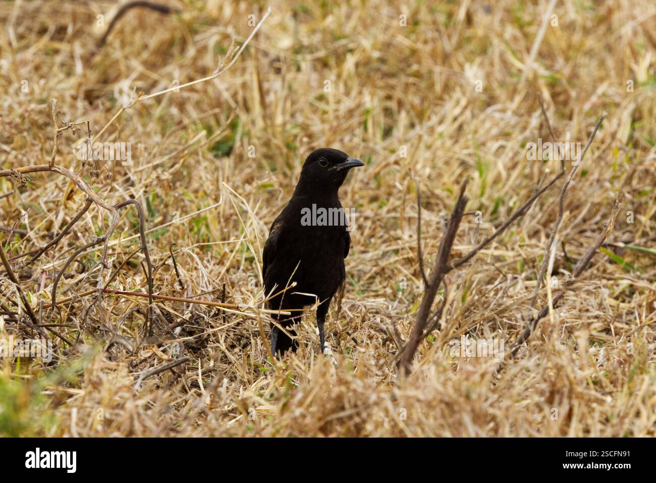 An Anteater Chat (Myrmecocichla aethiops) photographed in the ...