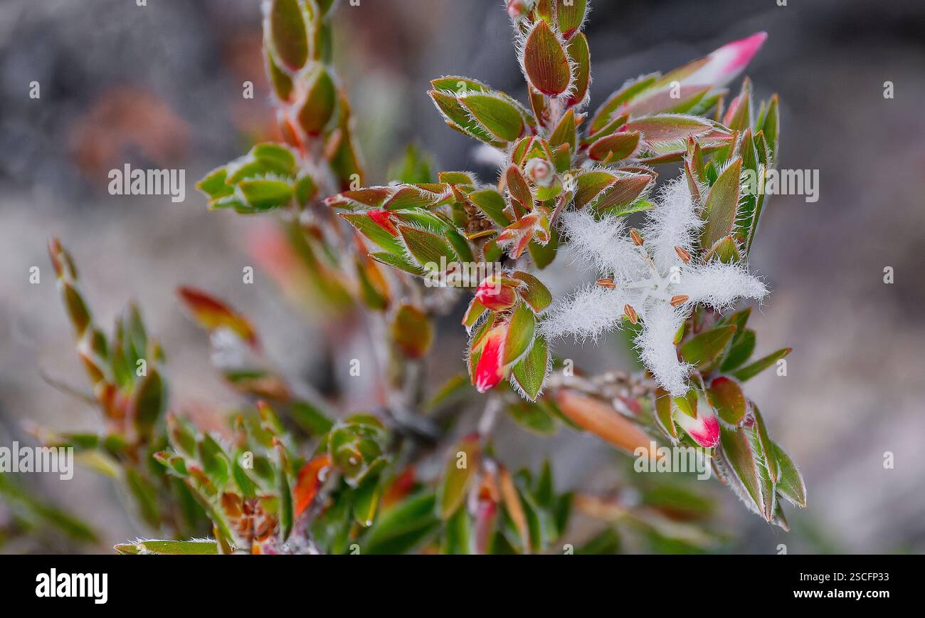 Close up image of white flower of Forest frilly-heath (Pentachondra ...