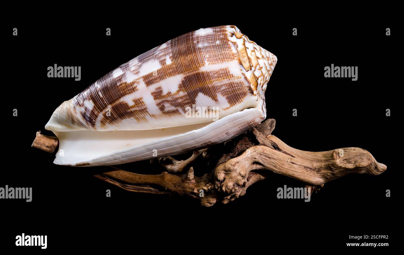 Close-up of a Conus striatus, commonly known as the striated cone shell ...