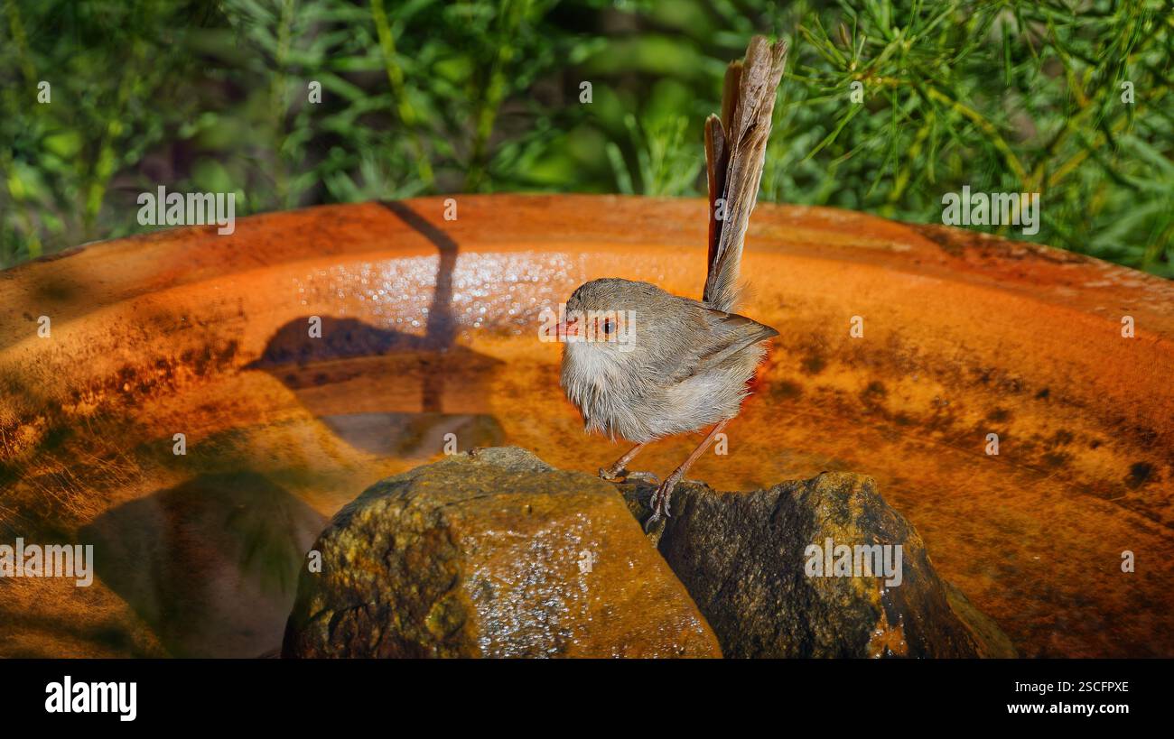 A female Superb fairywren (Malurus cyaneus) bird in afternoon sun ...