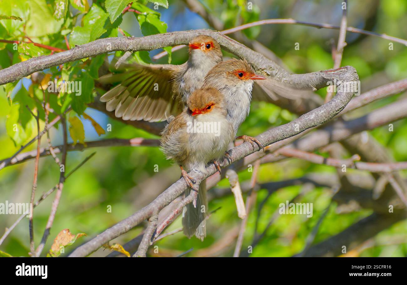 Grey gray female Superb fairywren (Malurus cyaneus) birds perched in ...