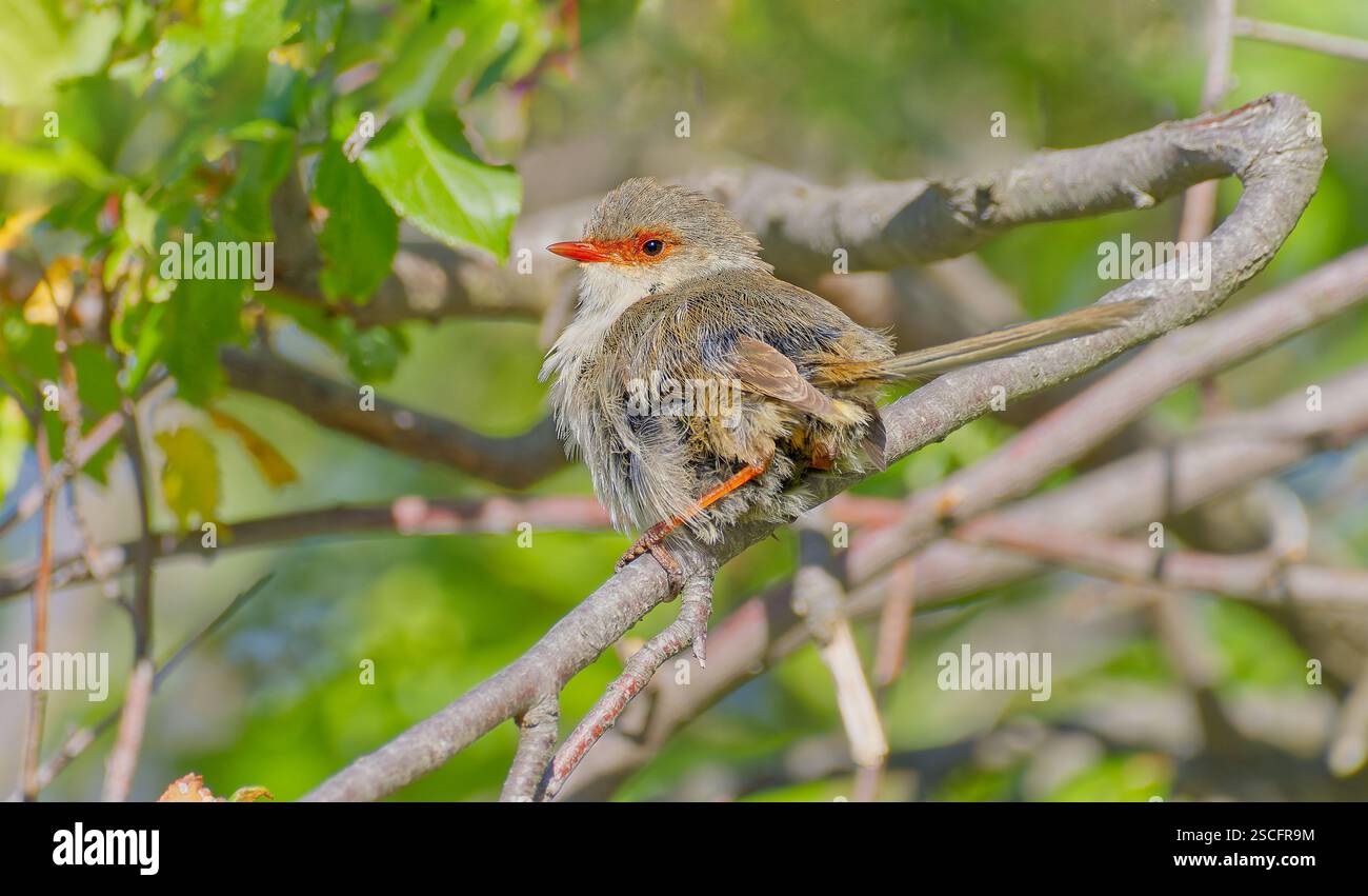 Grey gray female Superb fairywren (Malurus cyaneus) birds perched in ...